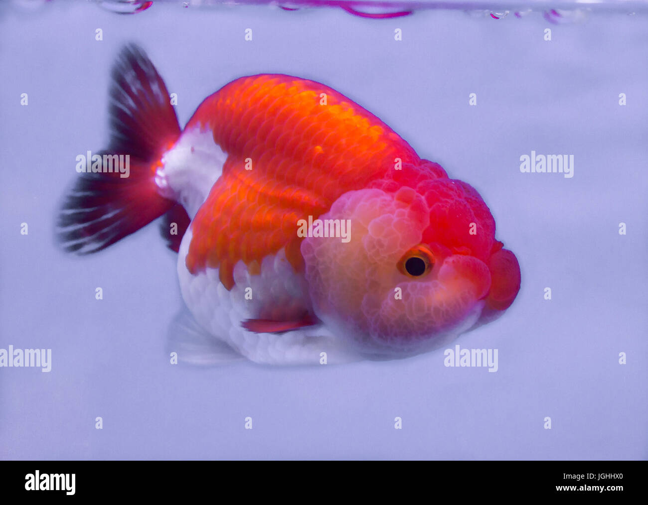 Lionhead goldfish hi-res stock photography and images - Alamy