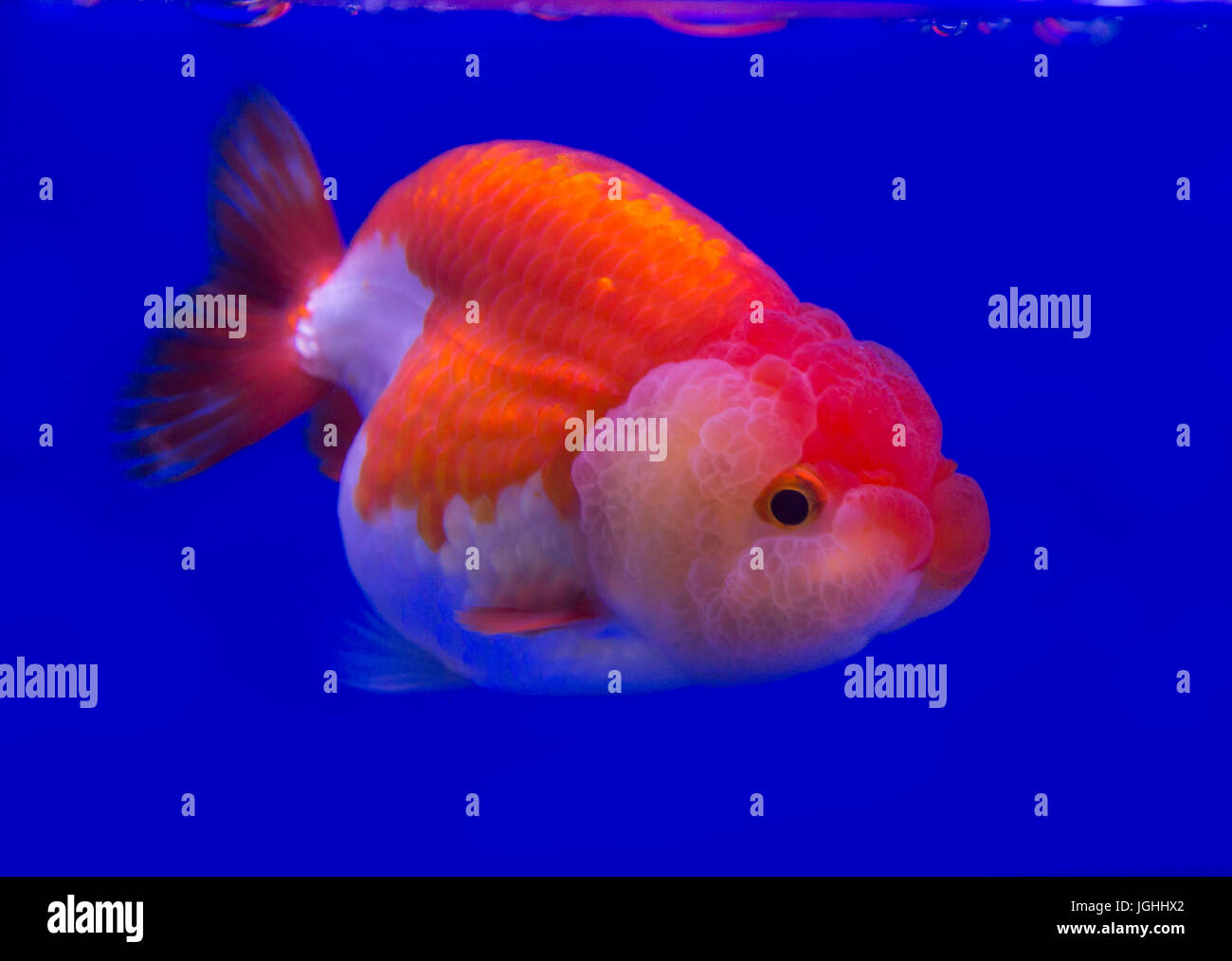 Lionhead goldfish hi-res stock photography and images - Alamy