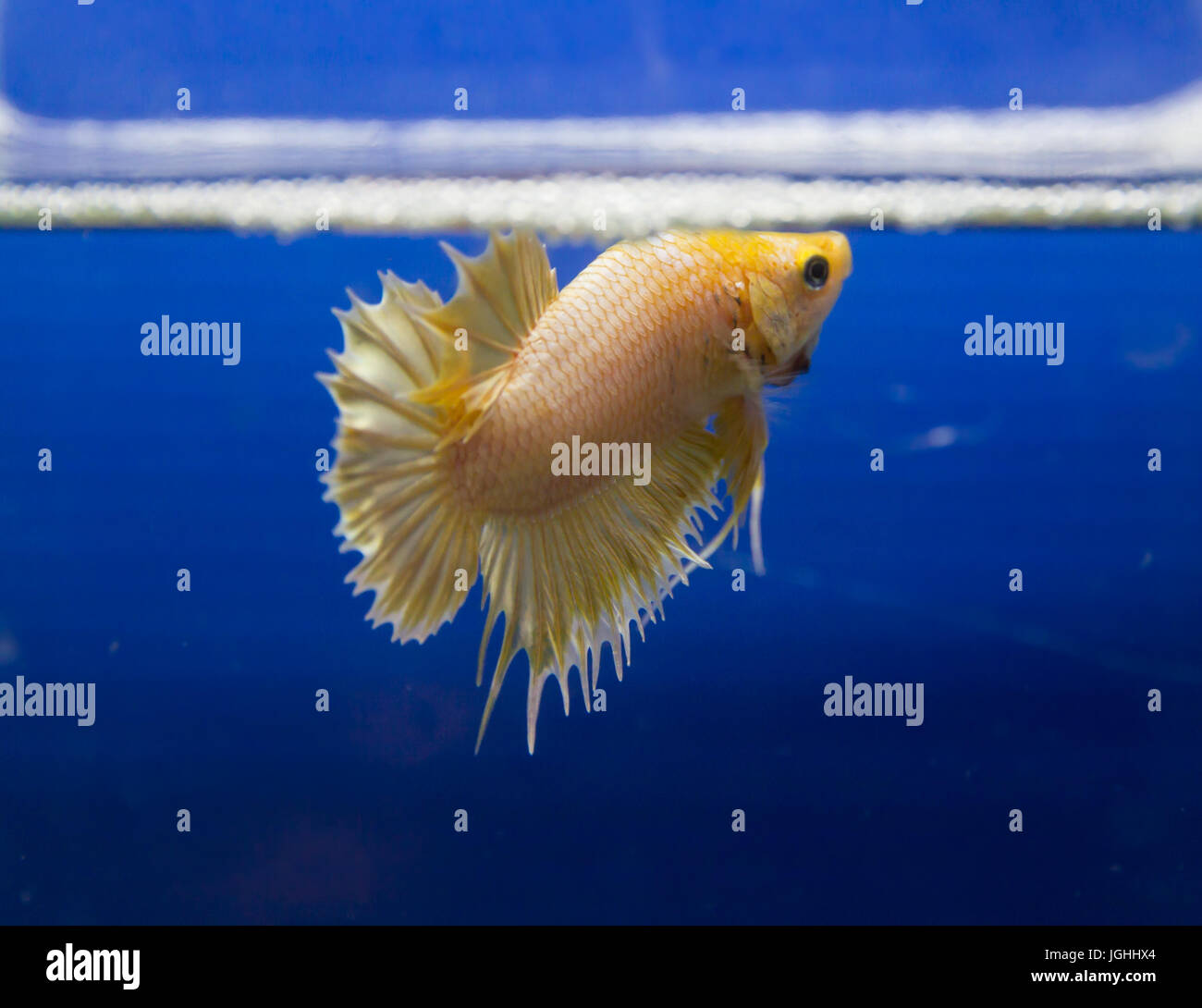 White siamese fighting fish in a blue background Stock Photo - Alamy