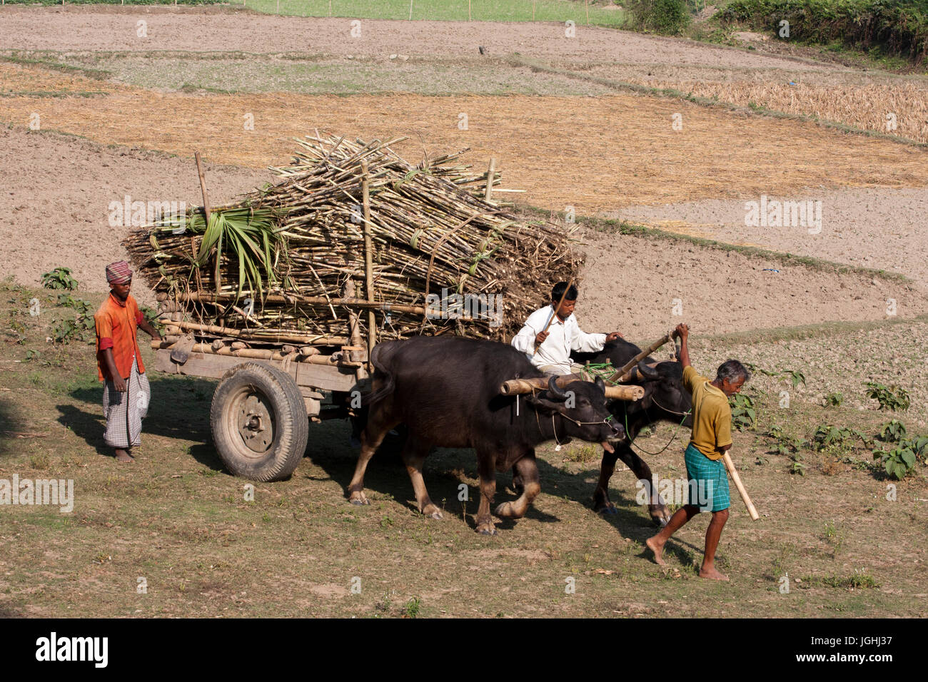 Animal for load carry hi-res stock photography and images - Alamy