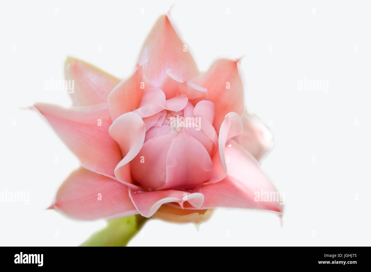 ginger flower on white background Stock Photo - Alamy