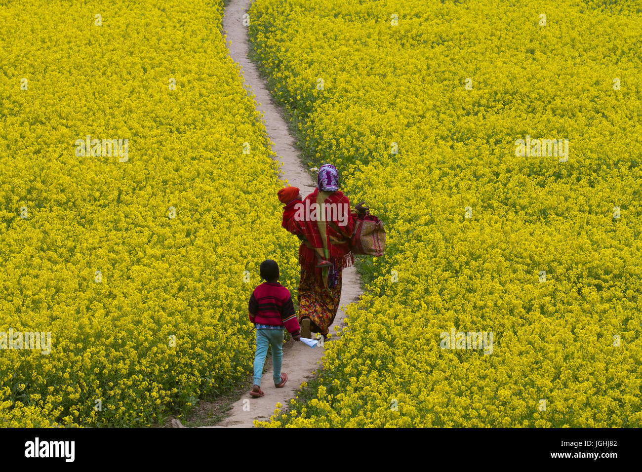 A full bloomed mustard field at Chalan Beel in Natore. Bangladesh Stock ...
