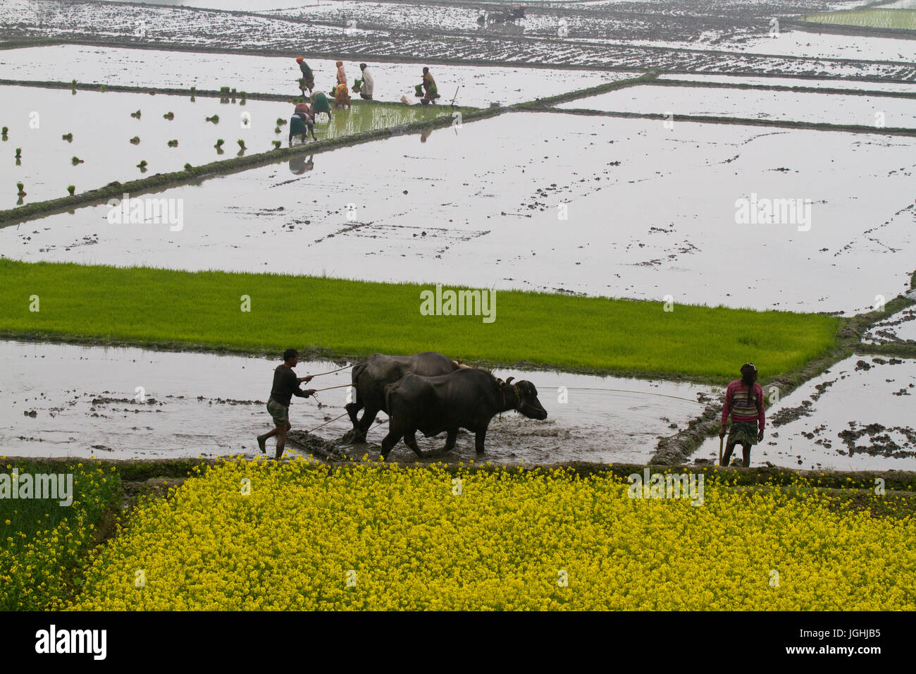 Farmer and buffalo in paddy field hi-res stock photography and images ...