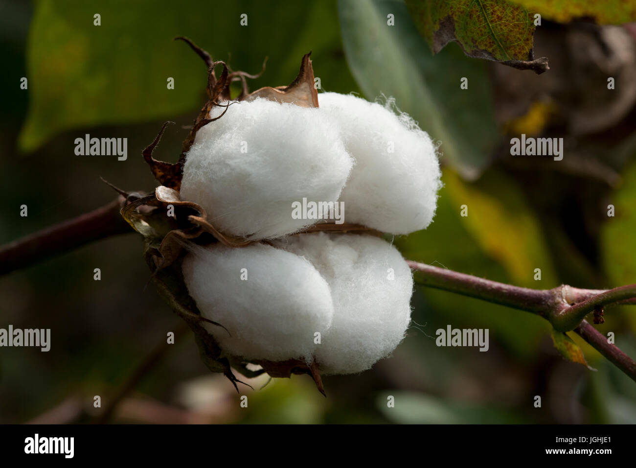 Karpas cotton hi-res stock photography and images - Alamy