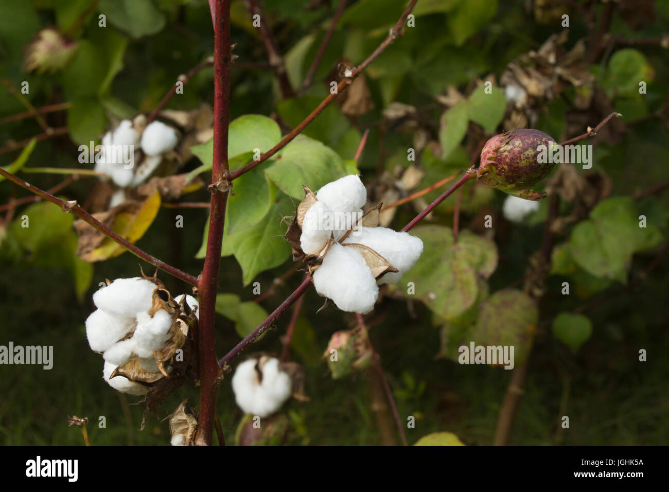 Karpas cotton hi-res stock photography and images - Alamy