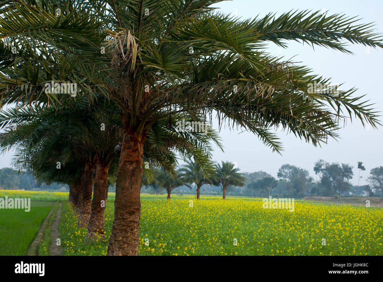 Date Palm trees in the agricultural land in Natore, Bangladesh Stock ...