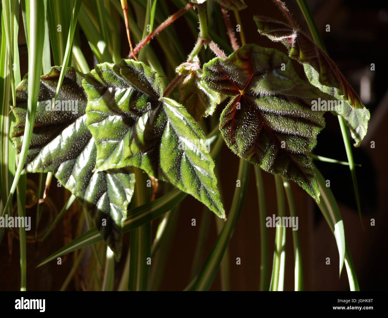 Begonia begonia spider hi-res stock photography and images - Alamy
