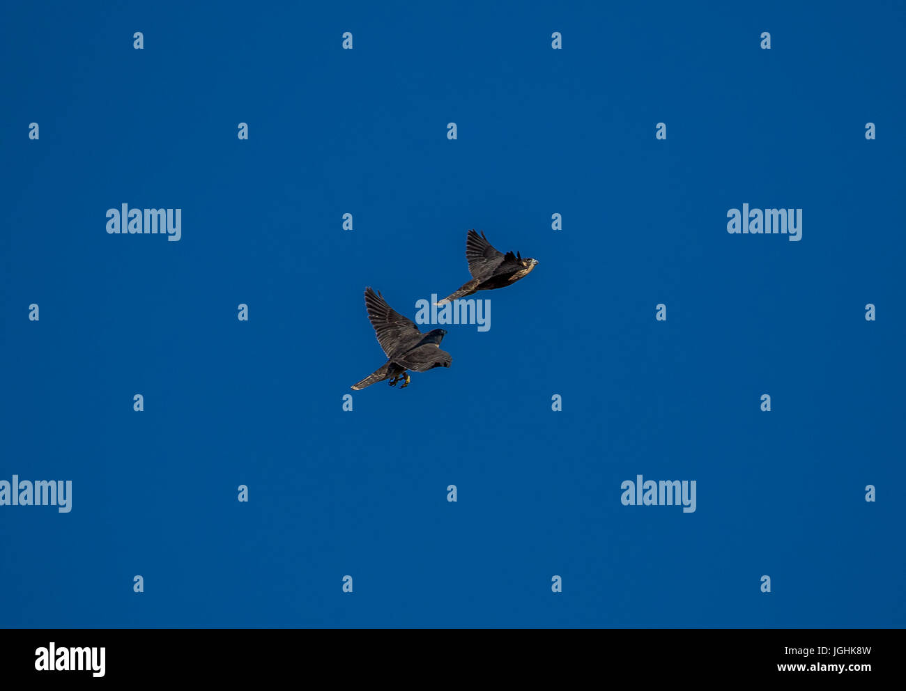 Peregrine Falcon Diving High Resolution Stock Photography and Images ...