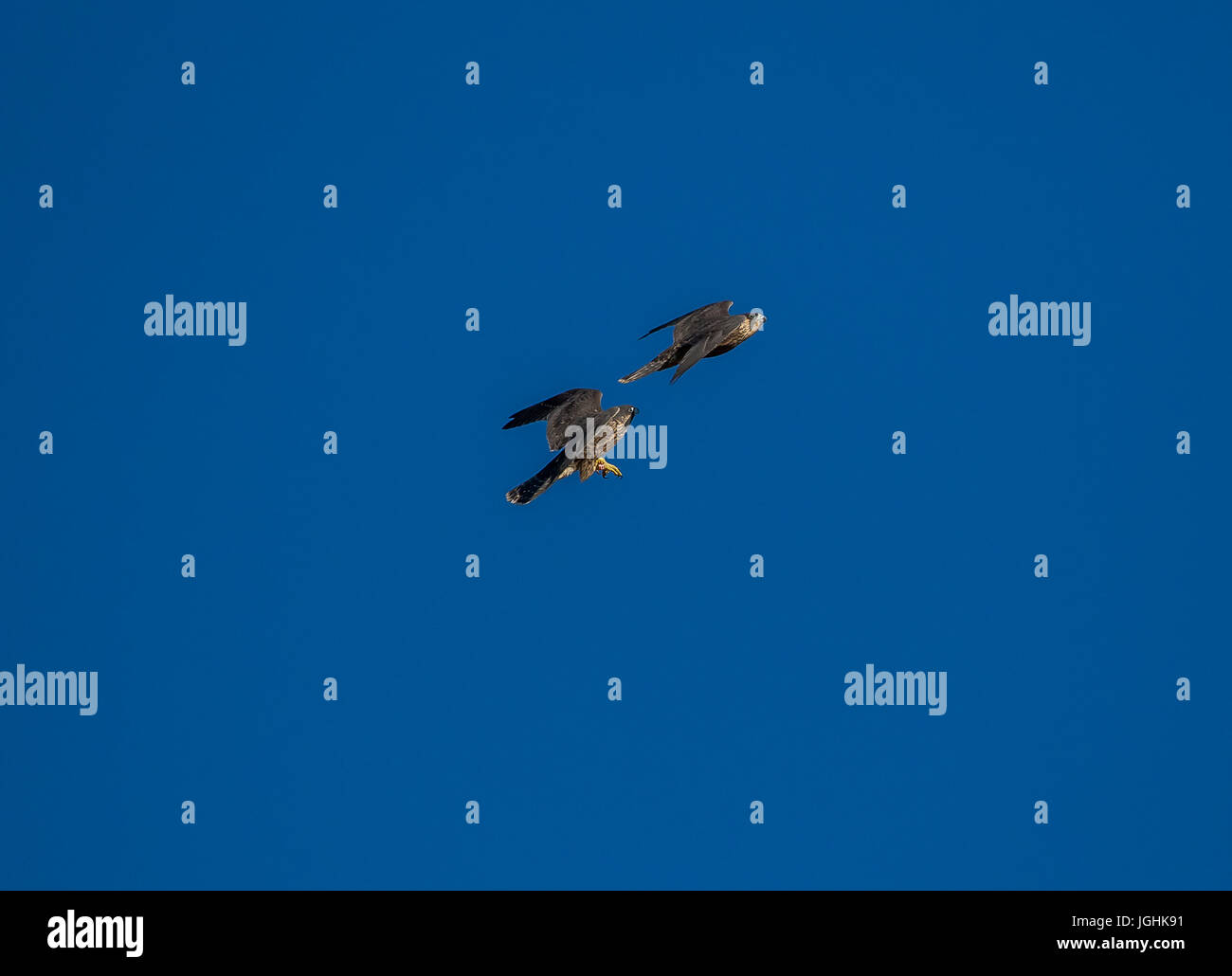 Peregrine falcon diving hi-res stock photography and images - Alamy