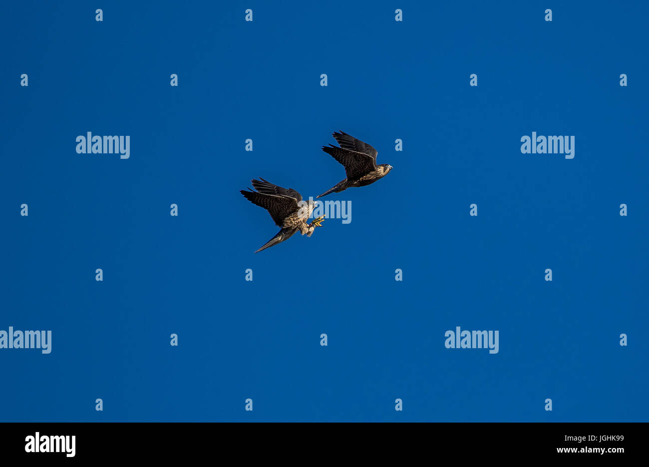 Peregrine falcon diving for prey hi-res stock photography and images ...