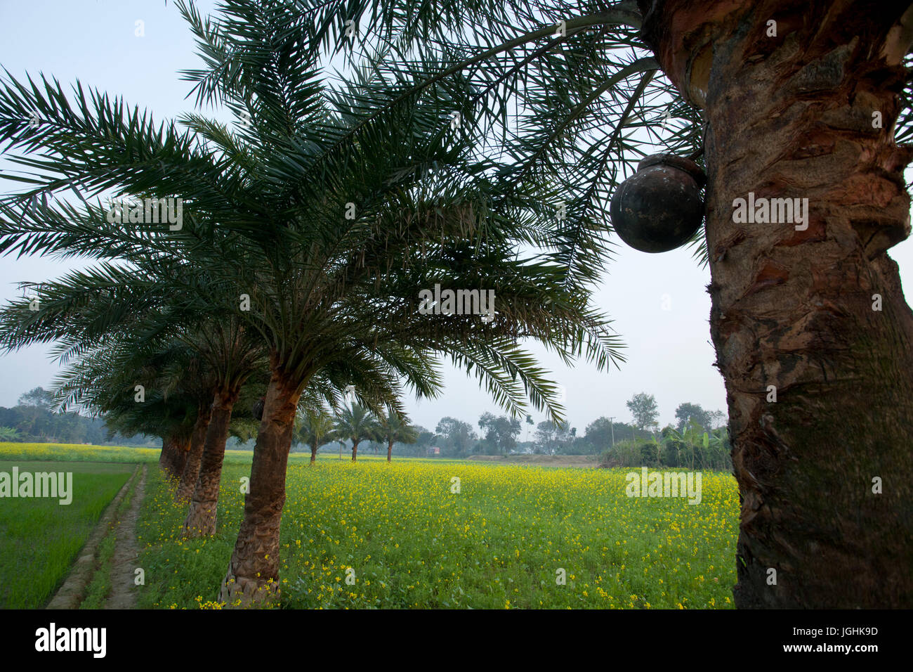 Date Palm trees in the agricultural land in Natore, Bangladesh Stock ...