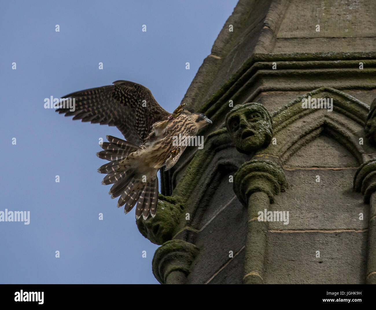 Peregrine Falcon Hunting Pigeon High Resolution Stock Photography and ...