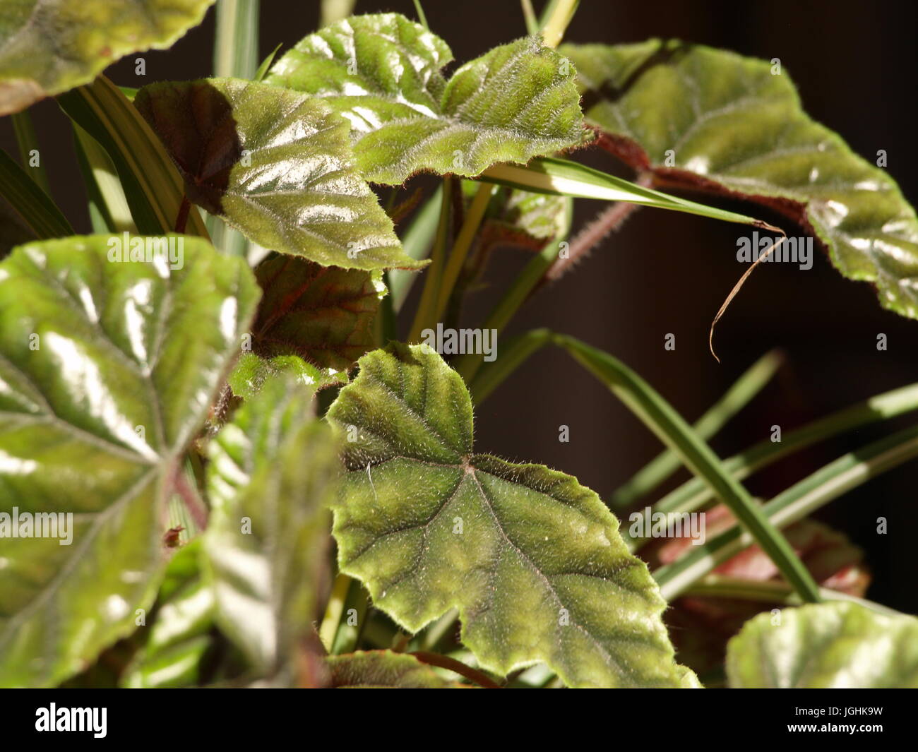 Begonia rex leaves, sides and fronts Stock Photo - Alamy