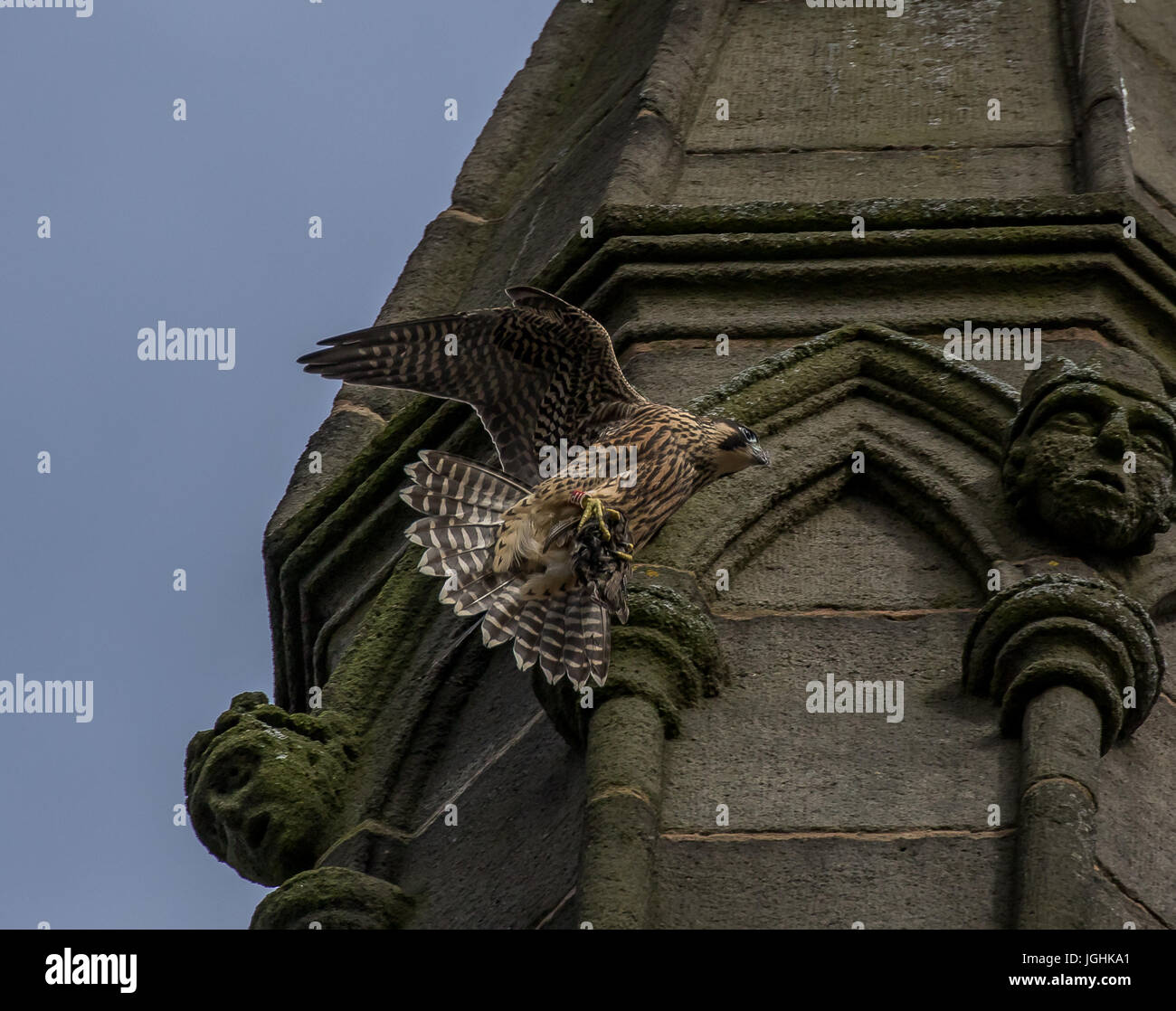 Peregrine pair hi-res stock photography and images - Alamy