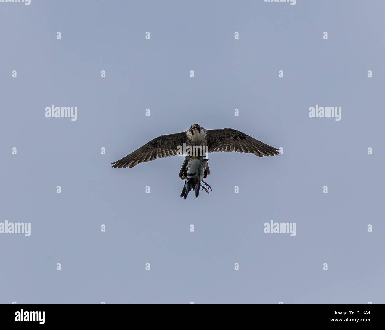 Peregrine falcon diving for prey hi-res stock photography and images ...