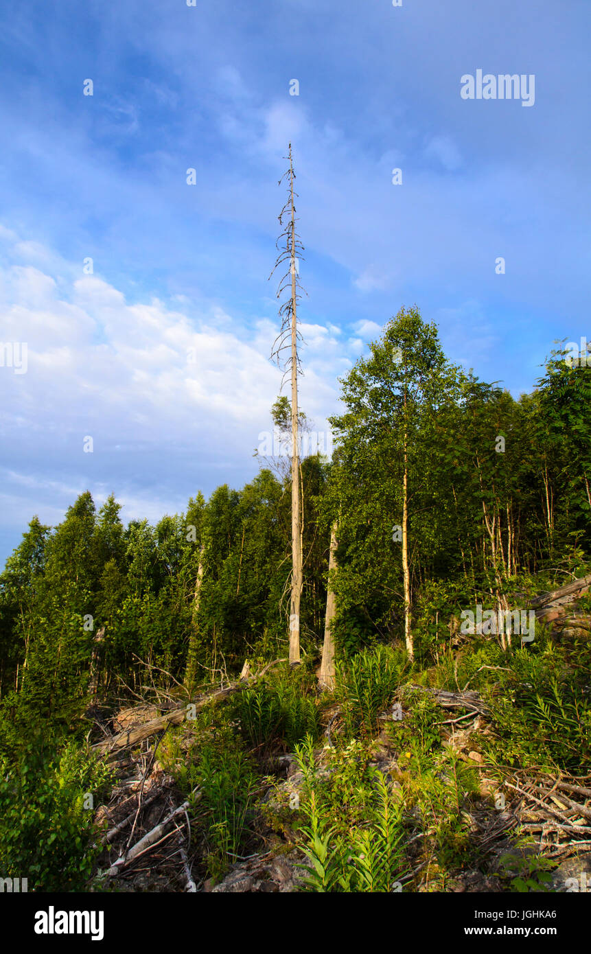 Dead Spruce Tree High Resolution Stock Photography and Images - Alamy