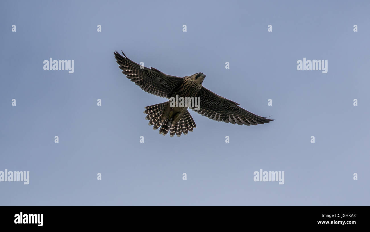 Peregrine falcon hunting pigeon hi-res stock photography and images - Alamy