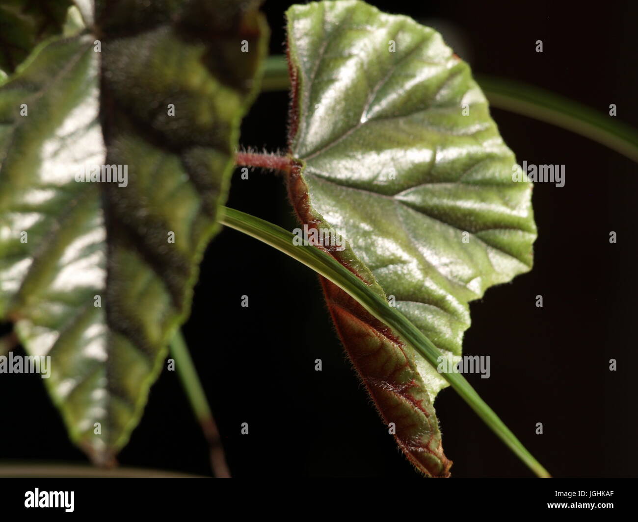 Begonia rex and some spider plant Stock Photo - Alamy