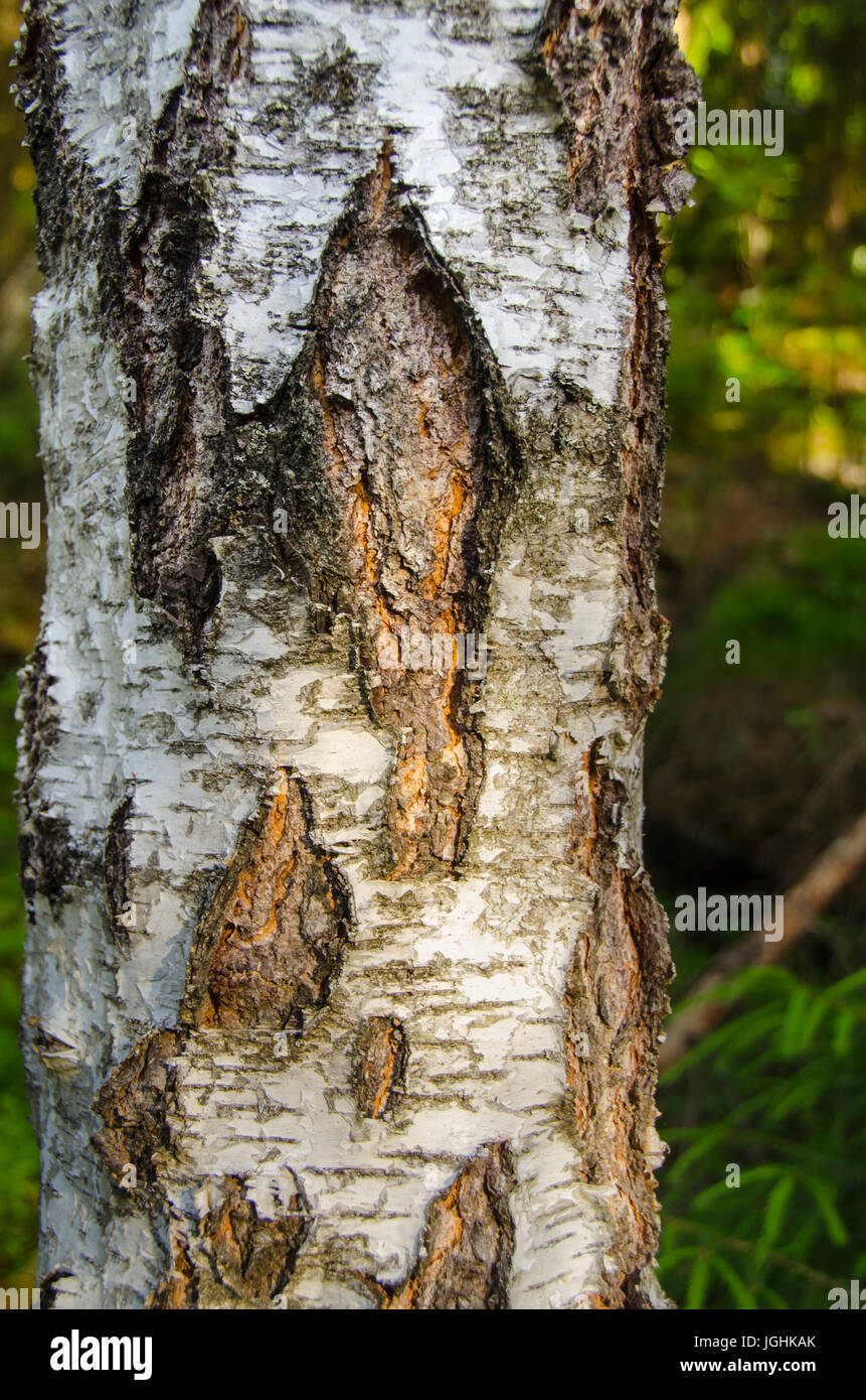 Tree bark roughness hi-res stock photography and images - Alamy
