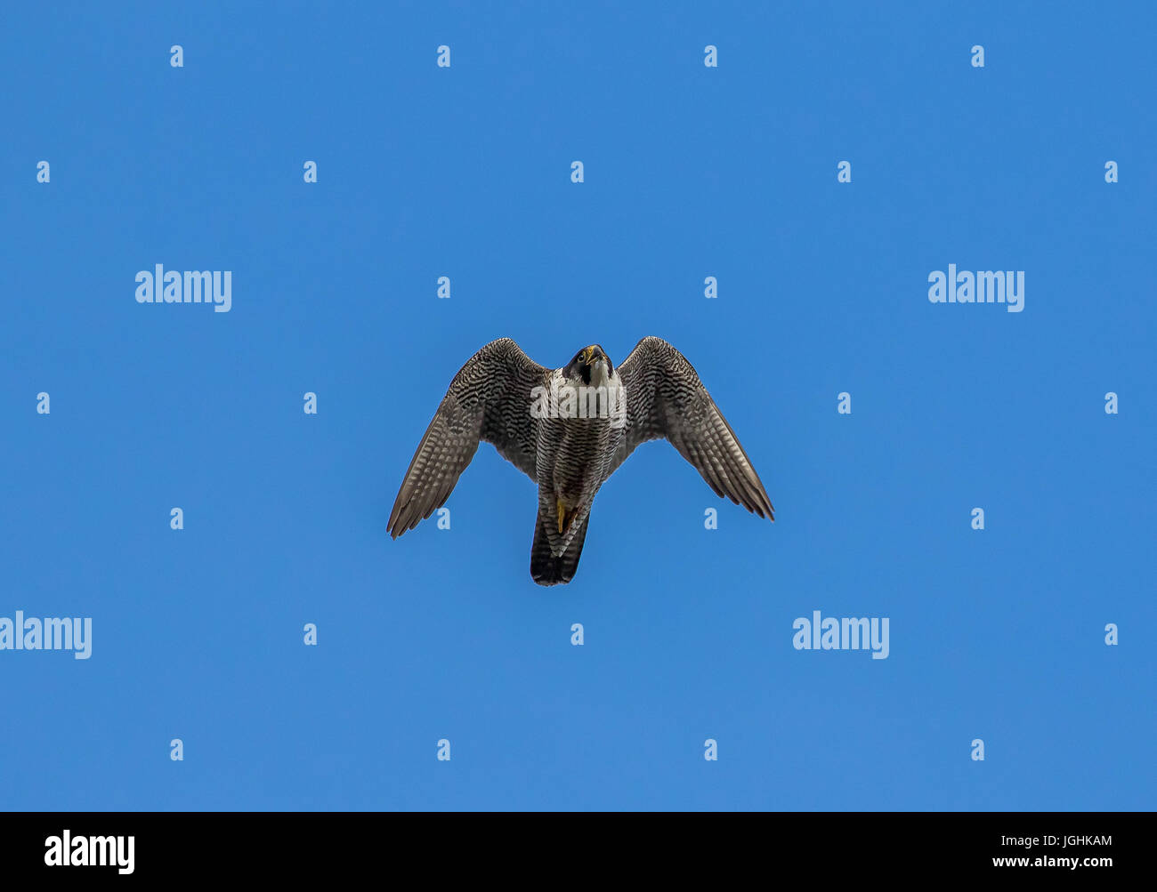 Peregrine falcon dive hi-res stock photography and images - Alamy