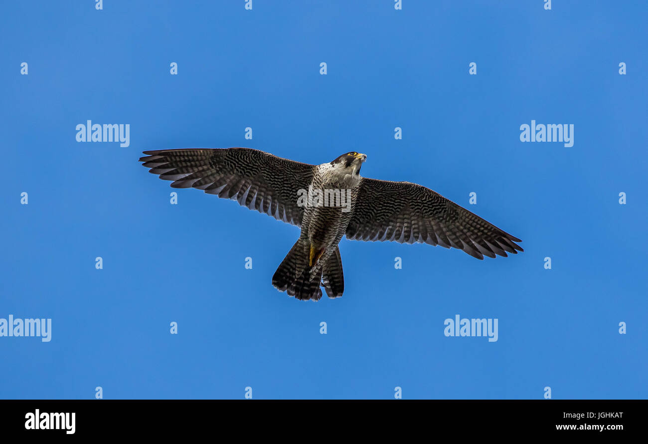 Peregrine falcon diving for prey hi-res stock photography and images ...