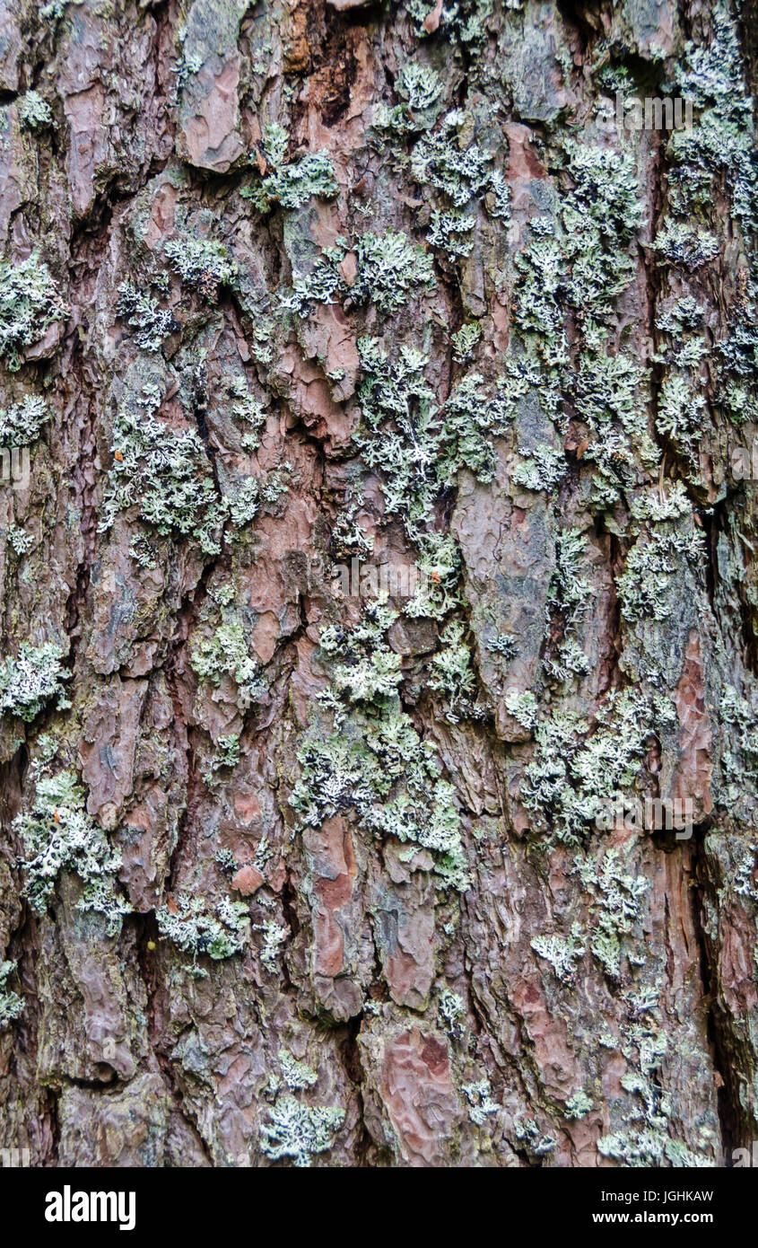 Rouch surface hi-res stock photography and images - Alamy