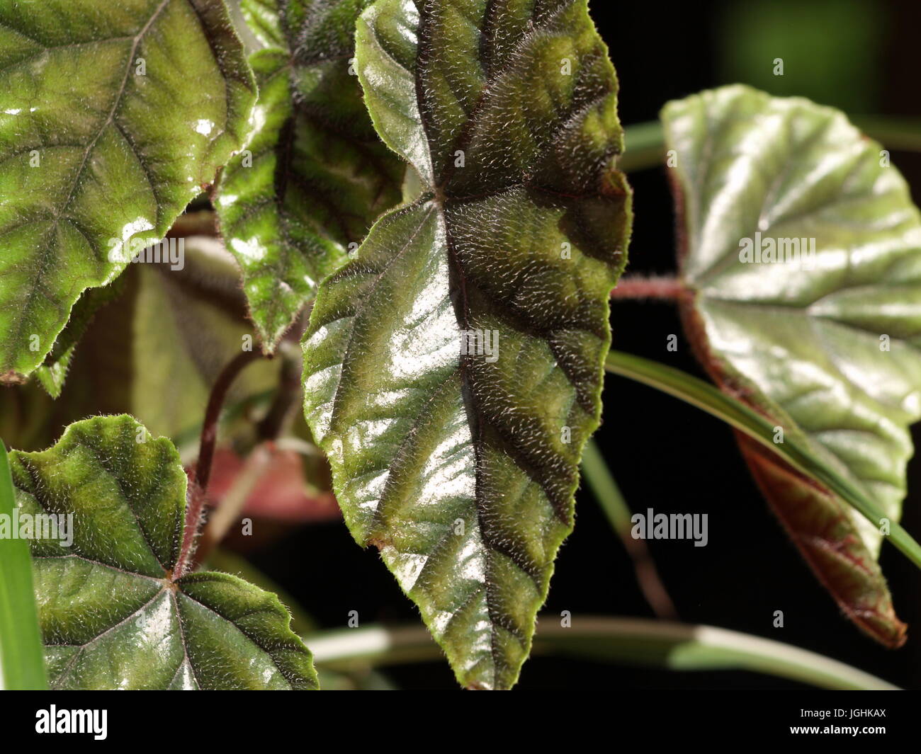 Begonia leaf shapes hi-res stock photography and images - Alamy