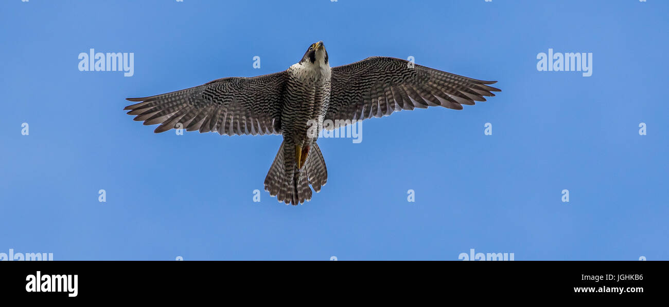 Peregrine Falcon Dive High Resolution Stock Photography and Images - Alamy