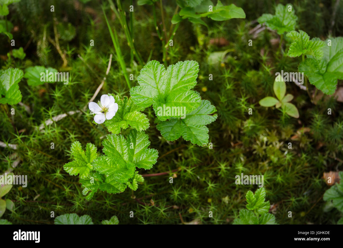 Cloudberries plant hi-res stock photography and images - Alamy