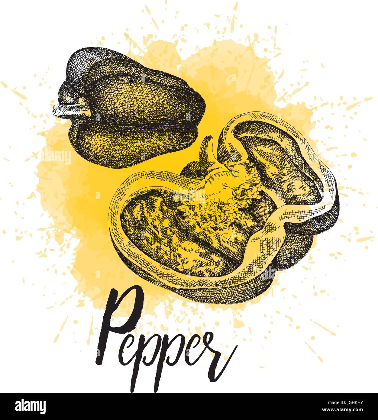 Vector illustration of pepper pictured in hand drawn graphics Stock ...