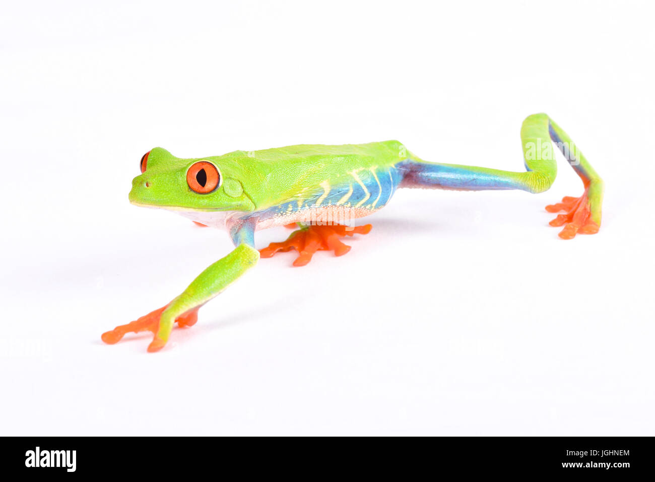 Agalychnis callidryas, Red-eyed treefrog Stock Photo - Alamy