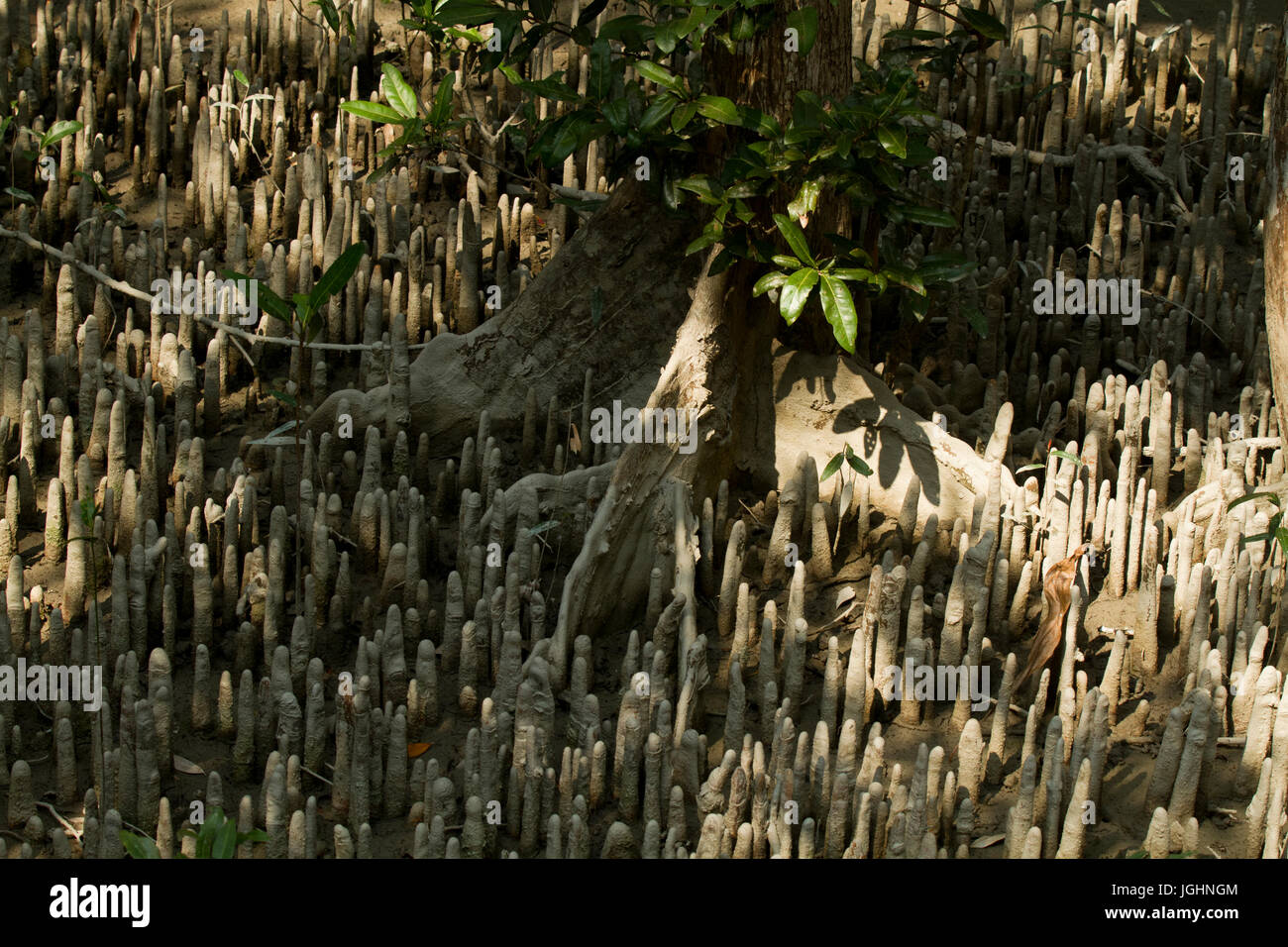 A Sundori tree with its buttresses at Harbaria in Sundarbans, a UNESCO ...