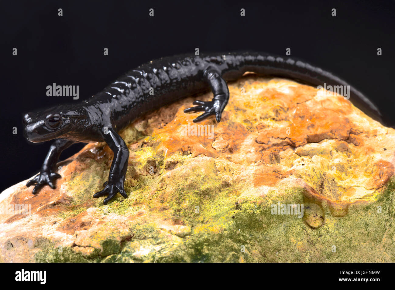 Alpine salamander, Salamandra atra atra Stock Photo - Alamy