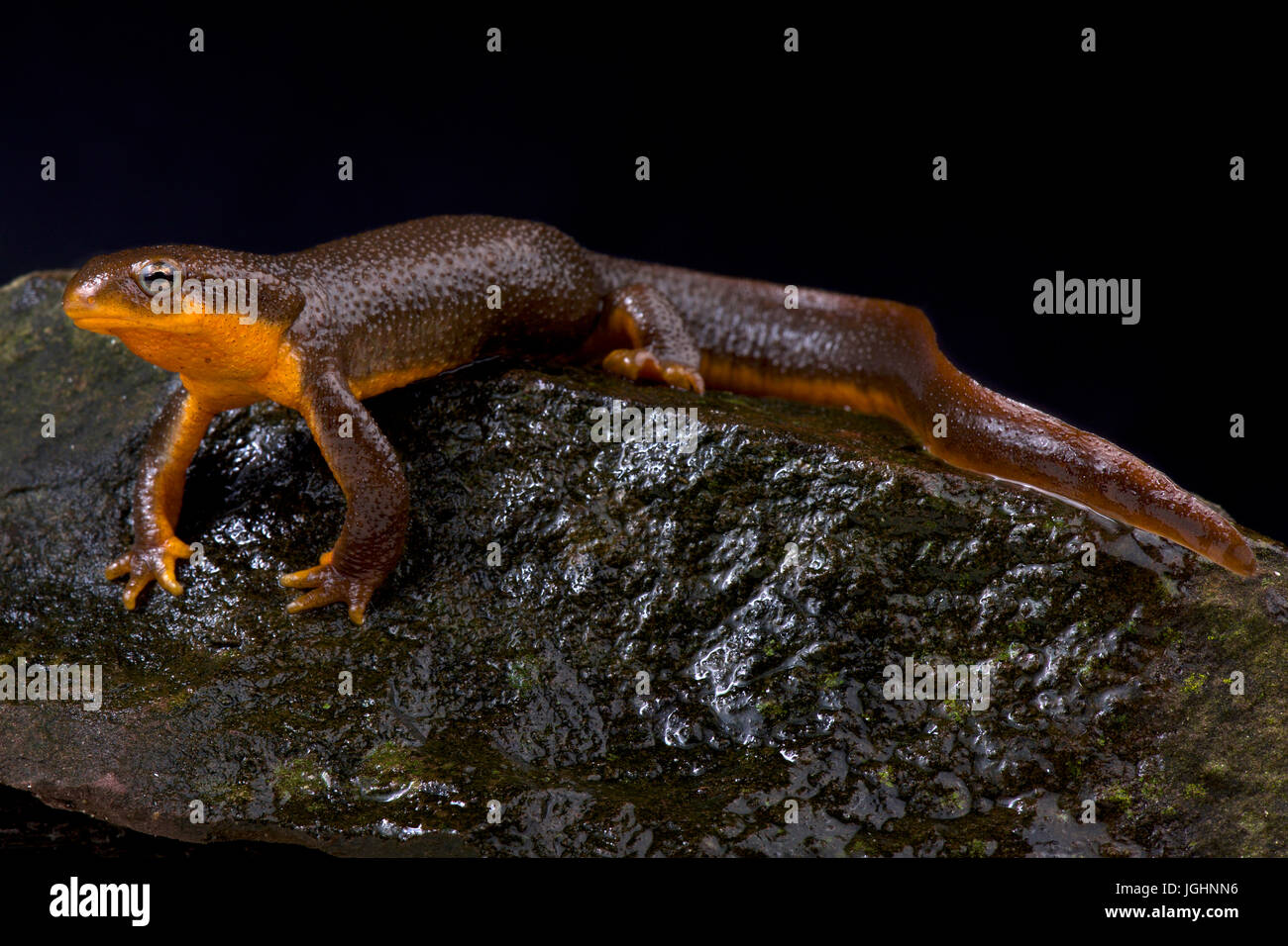 Taricha granulosa hi-res stock photography and images - Alamy