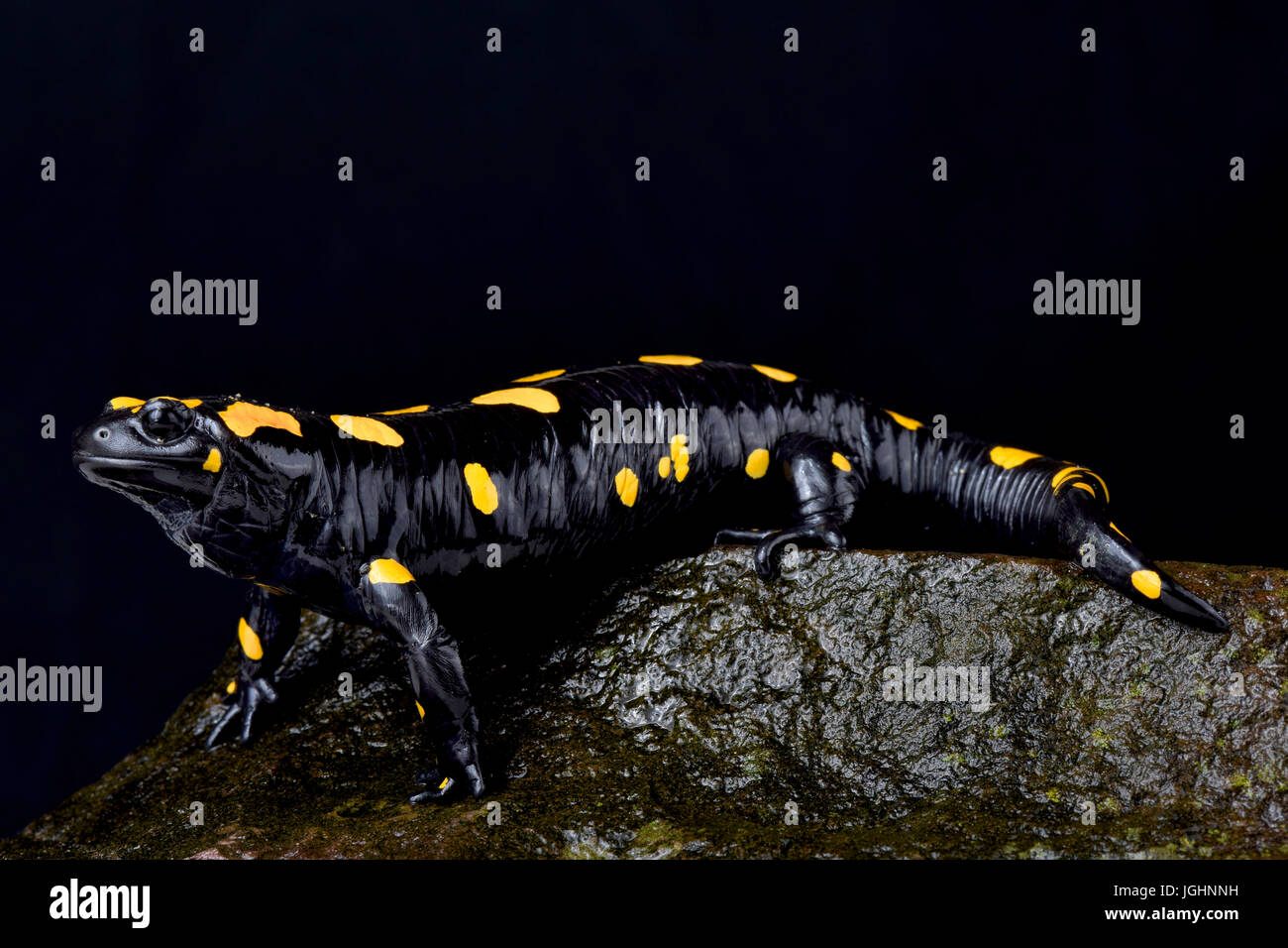 Eastern fire salamander, Salamandra infraimmaculata Stock Photo - Alamy