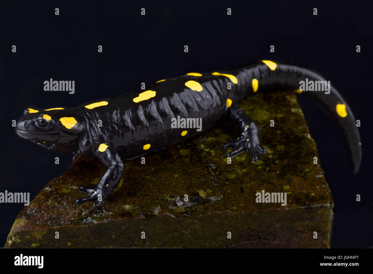 North african fire salamander hi-res stock photography and images - Alamy