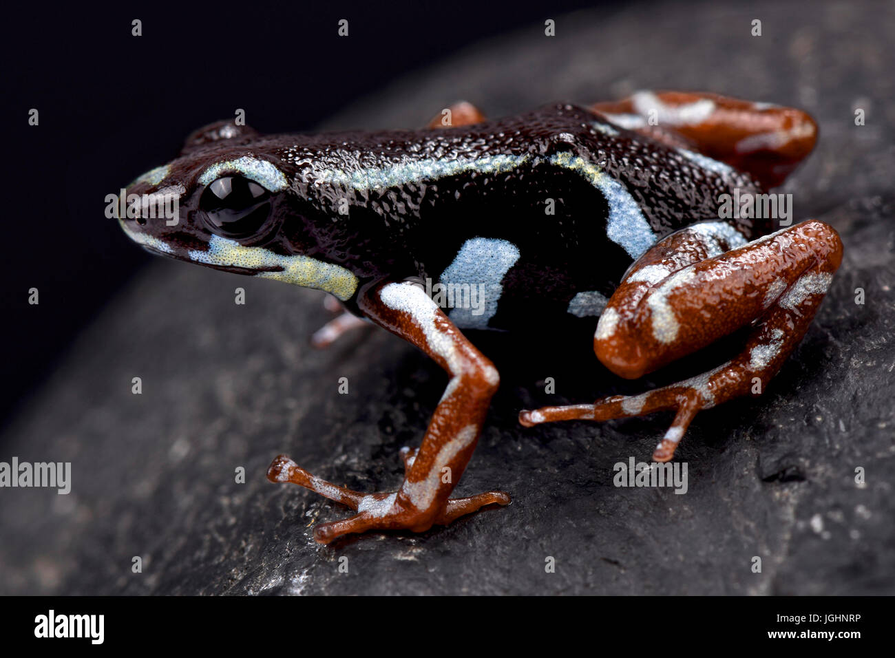 Bocas del toro and frog hi-res stock photography and images - Alamy