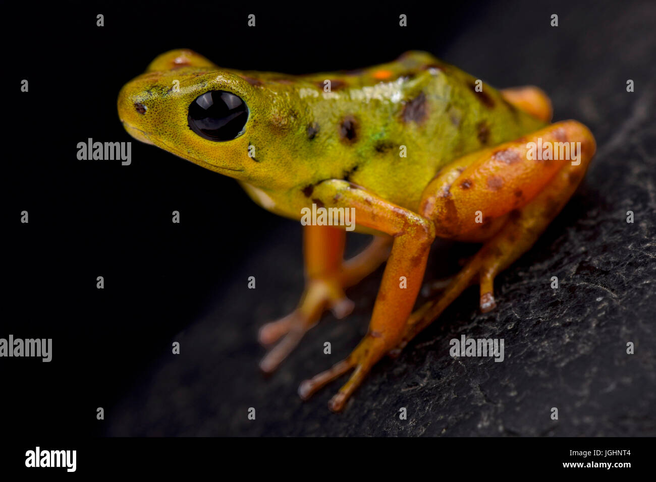 Strawberry dart frog, Oophaga pumilio "Colon Bocas del Drago Stock ...