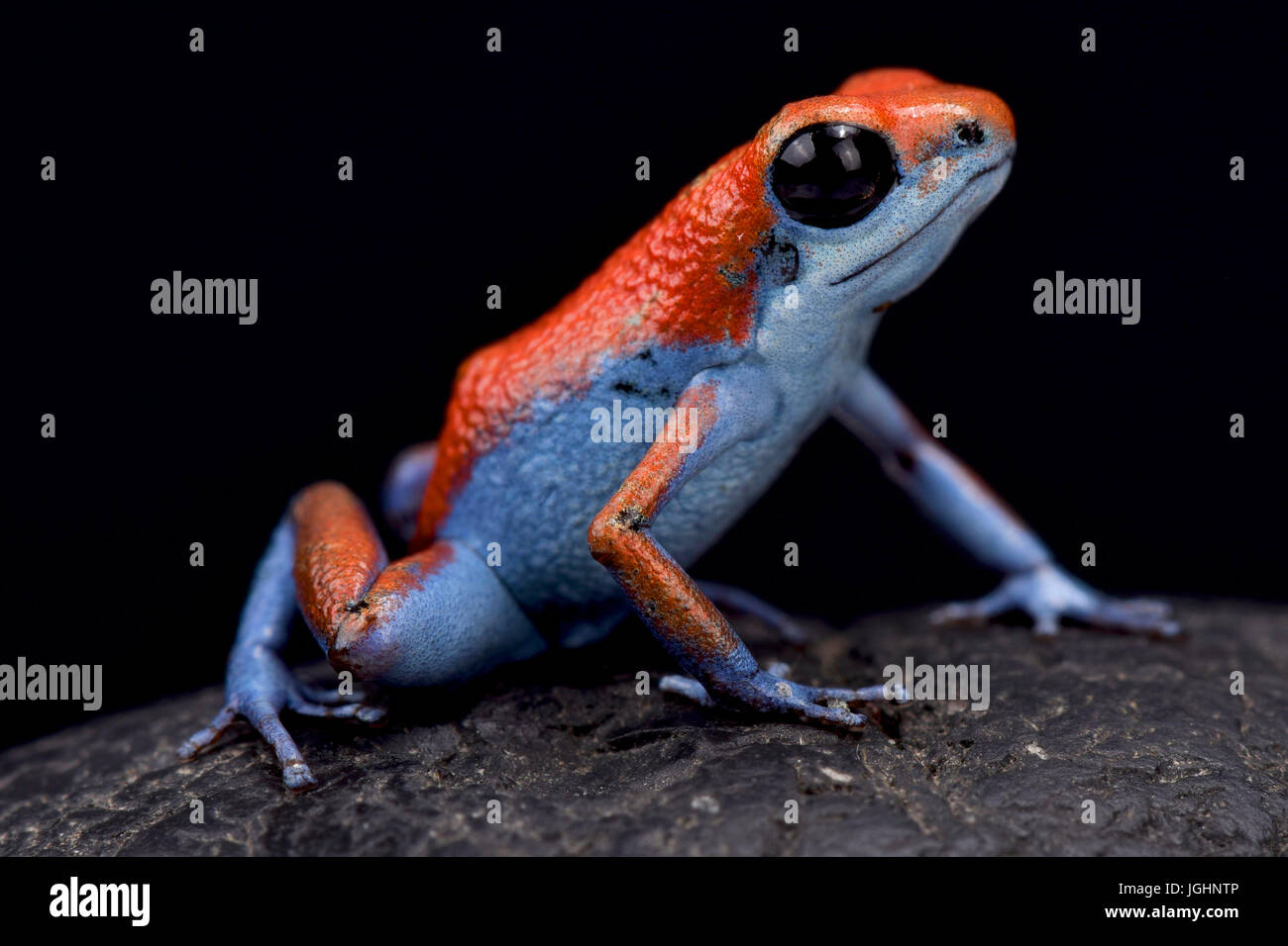 Strawberry dart frog, Oophaga pumilio "Escudo Stock Photo - Alamy