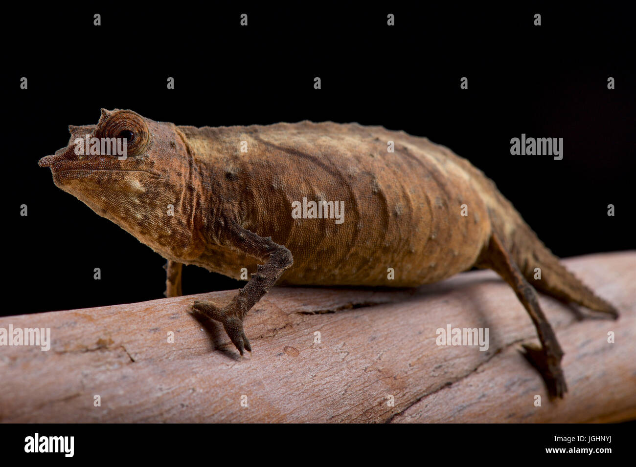Cameroon Stumptail Chameleon, Rhampholeon spectrum Stock Photo - Alamy