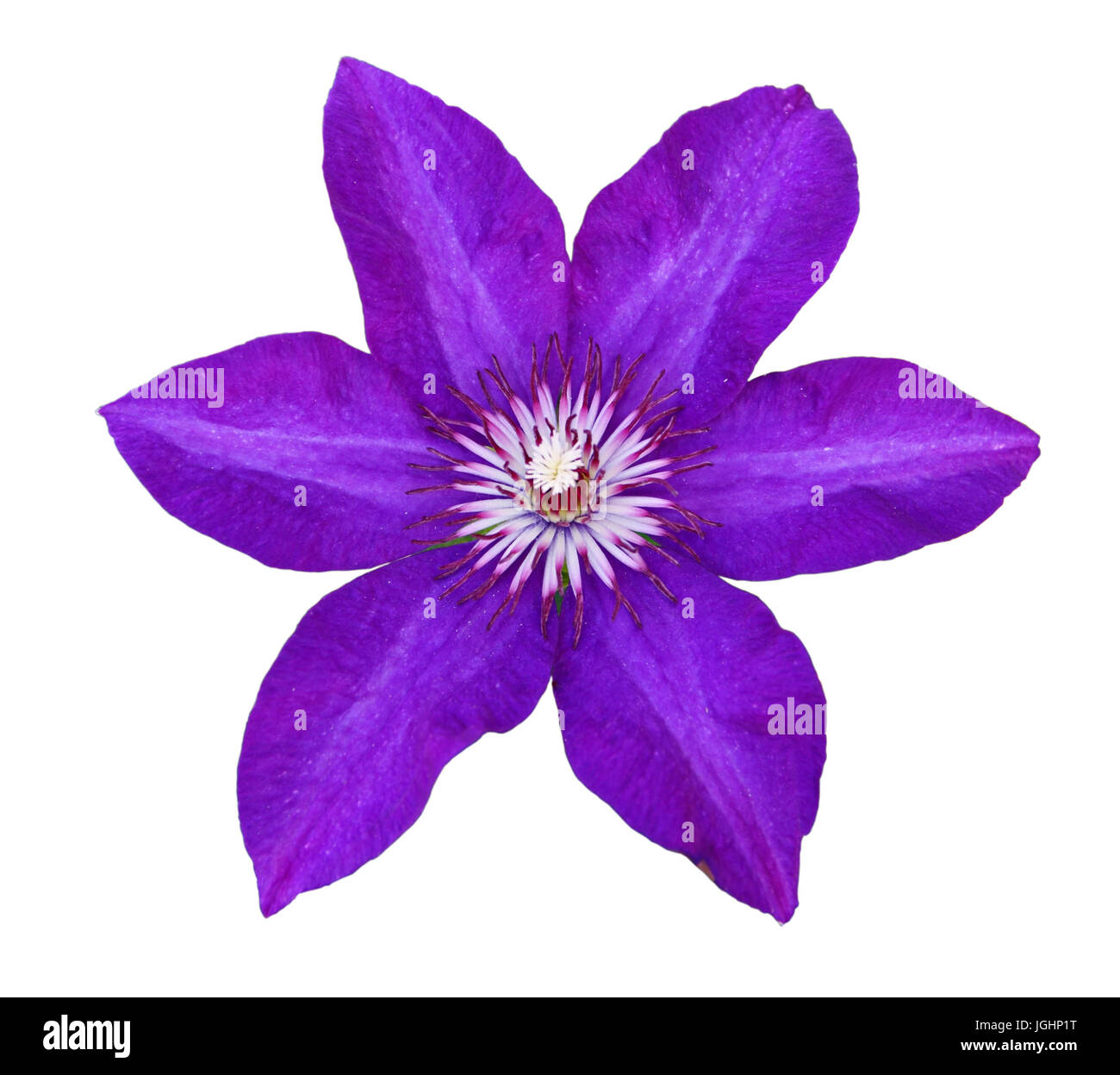 Flower of violet clematis isolated on white background, closeup Stock ...