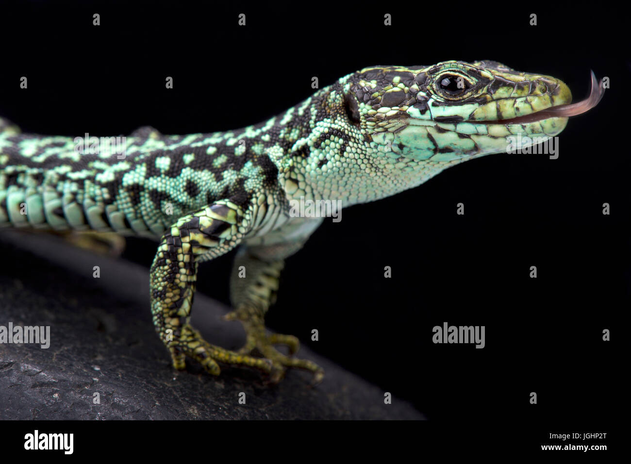 Cyren's rock lizard, Iberolacerta cyreni cyreni Stock Photo - Alamy