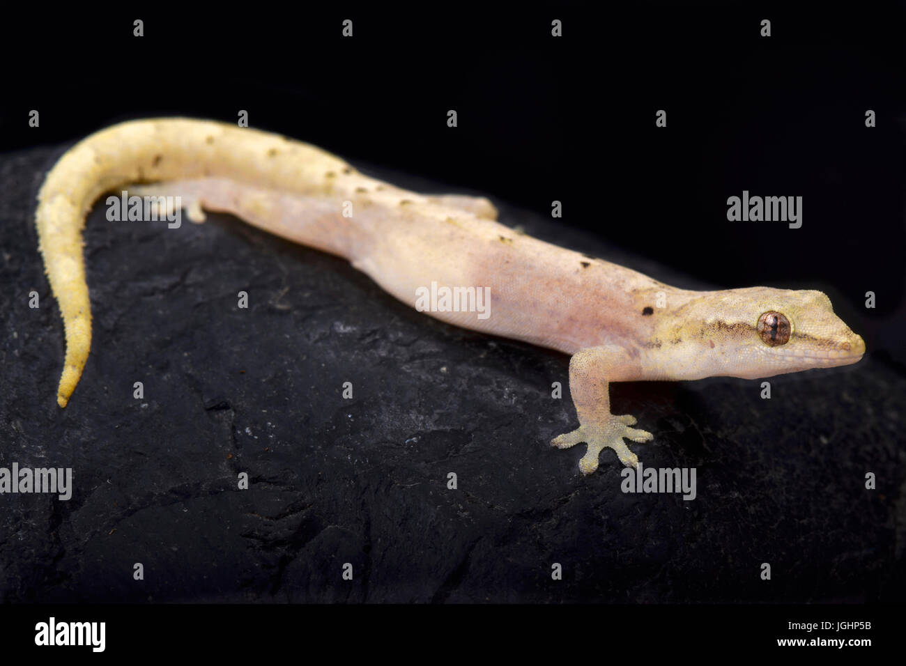 Mourning gecko hi-res stock photography and images - Alamy