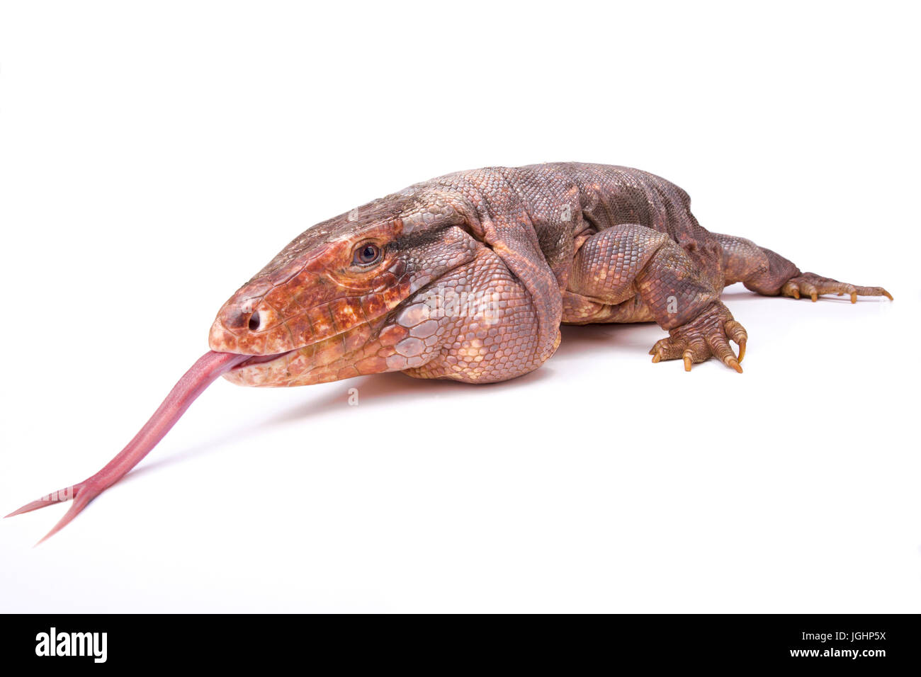 Argentine giant tegu hi-res stock photography and images - Alamy