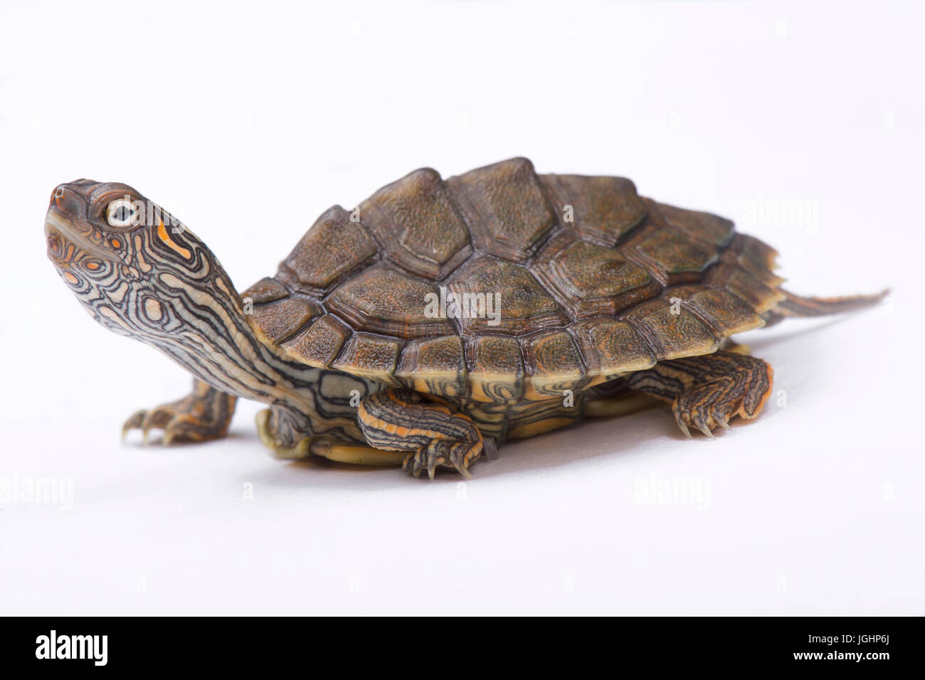 Texas map turtle, Graptemys versa Stock Photo - Alamy
