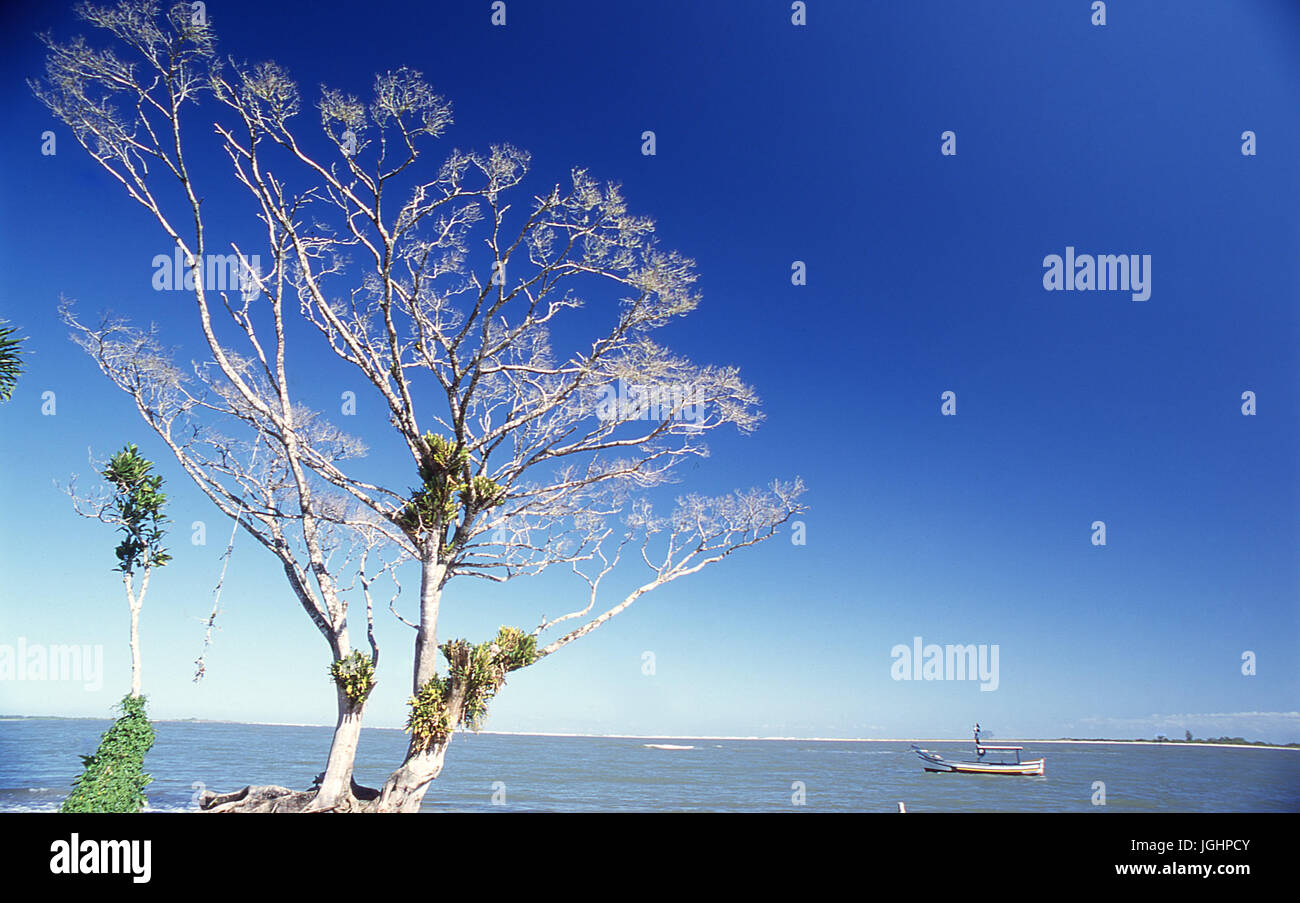Ararapira hi-res stock photography and images - Alamy