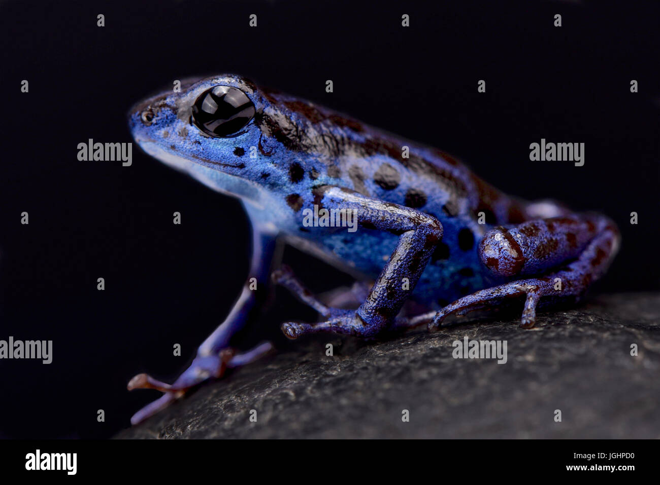 Rio frog hi-res stock photography and images - Alamy