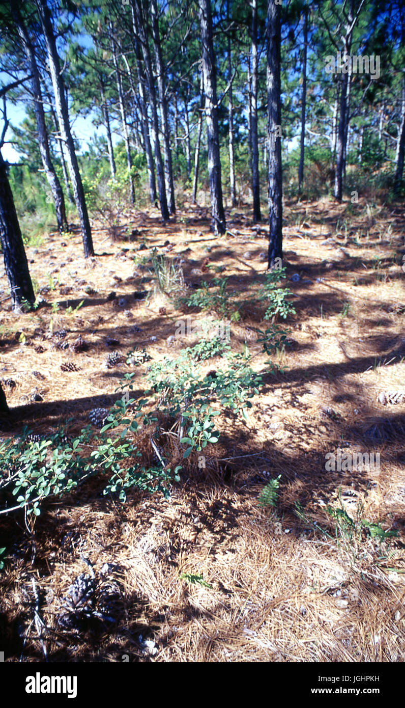 Beach Mozambique , trees , Santa Catarina - Brazil Stock Photo - Alamy