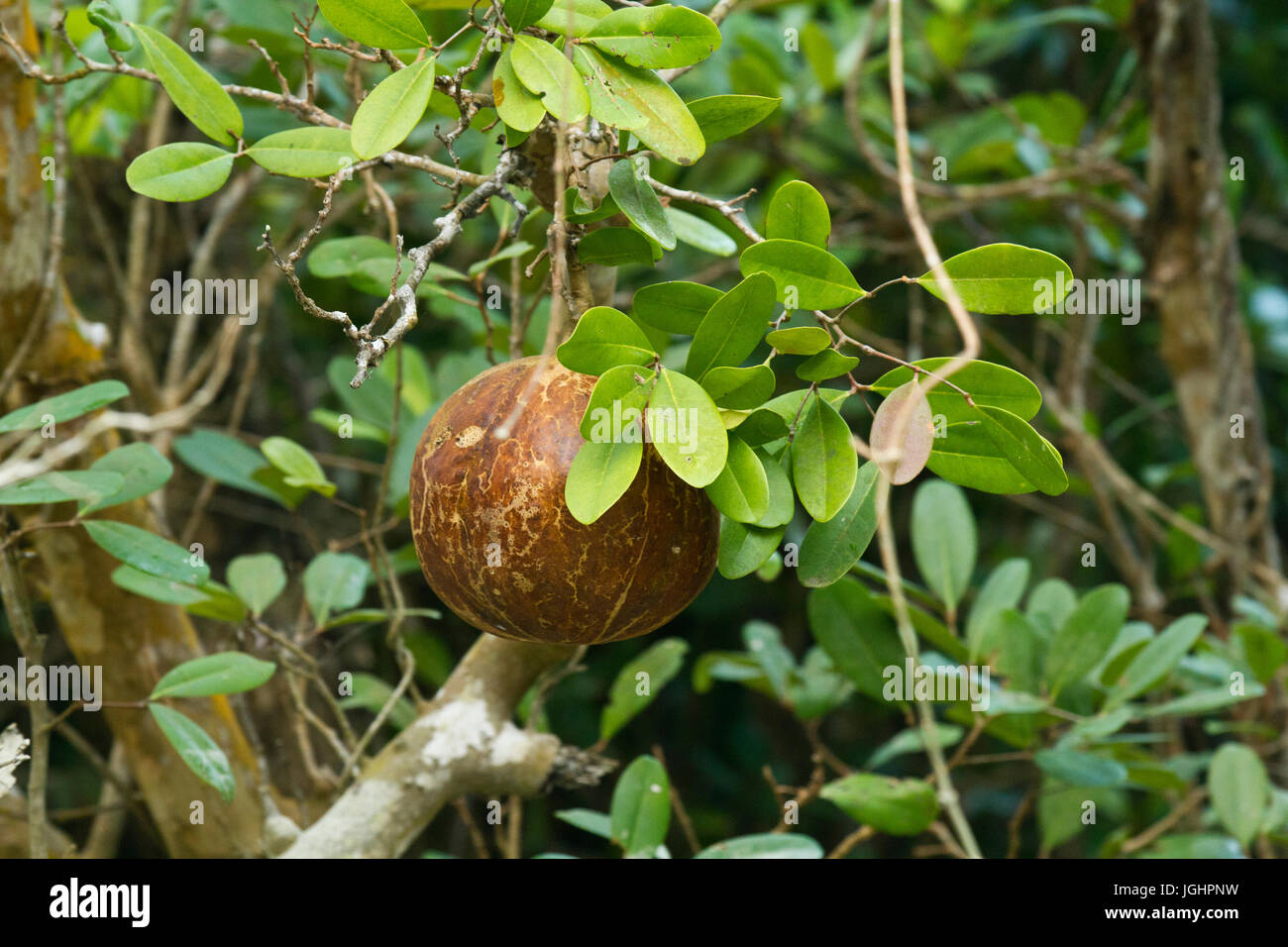 Dhundol fruit at the Sundarbans, a UNESCO World Heritage Site and a ...