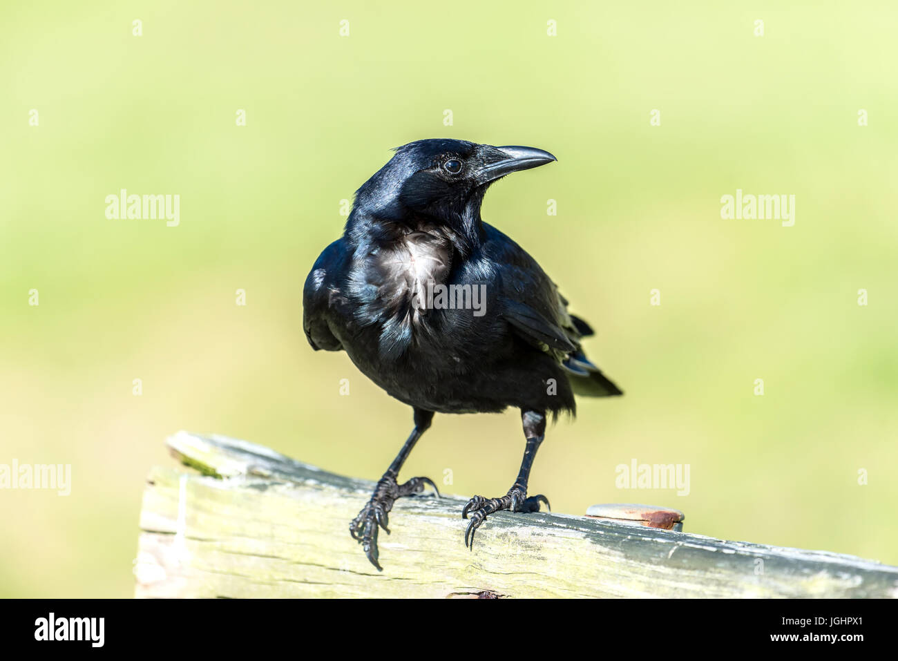Raven standing on bench hi-res stock photography and images - Alamy